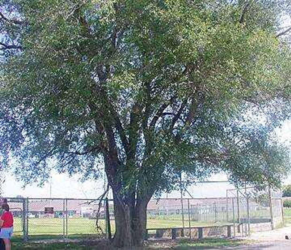 Jones Stadium trades shade tree for lights, new trees