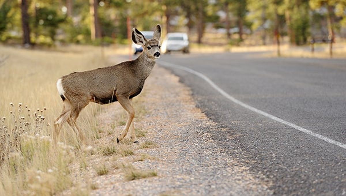Reduce speed and stay alert to help avoid animal collisions
