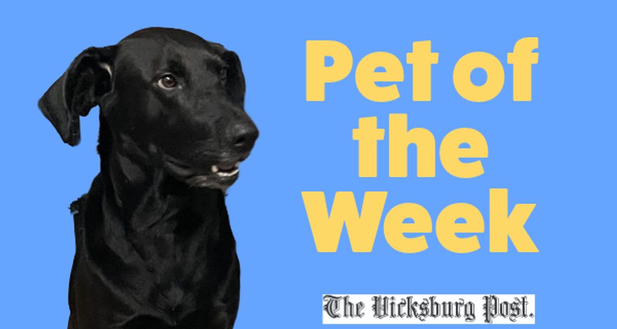 Pet of the Week: Meet Chip the Labrador Retriever