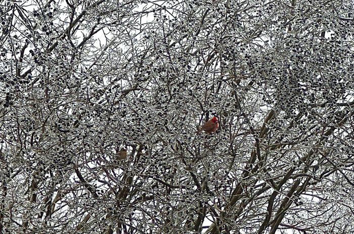PHOTO GALLERY: Winter Storm Fern hits Warren County