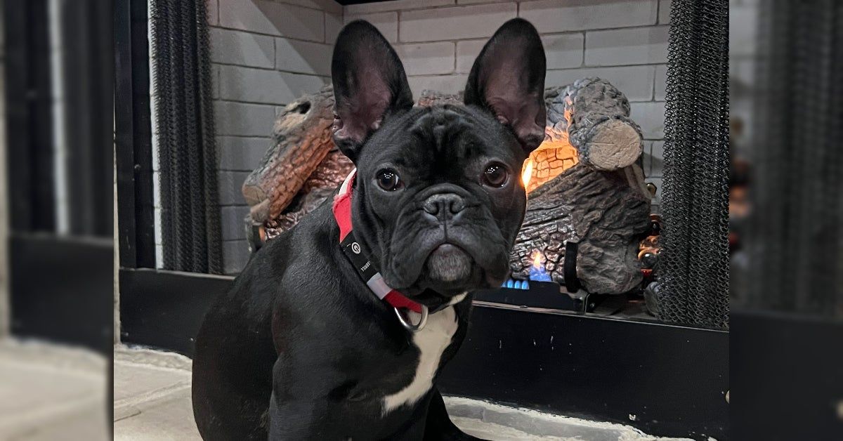 Bougie the French Bulldog found dead after being attacked by...
