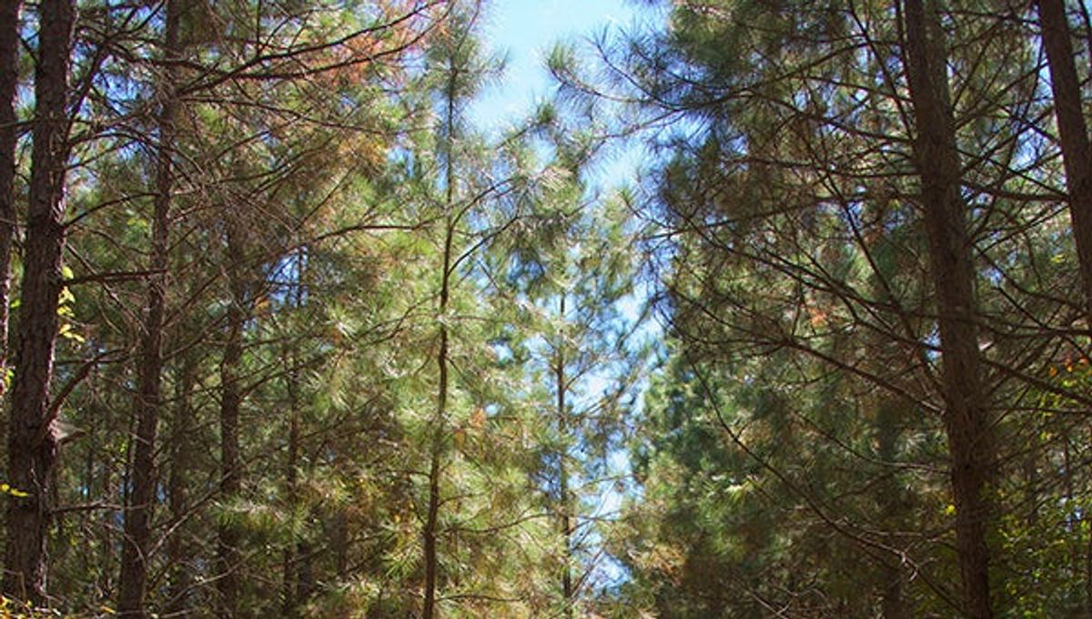 Forestry remains second-highest producing agricultural commodity