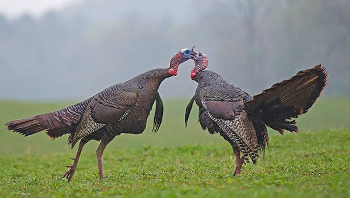 Spring turkey season forecasts tough year; poultry surveys, recommenda...