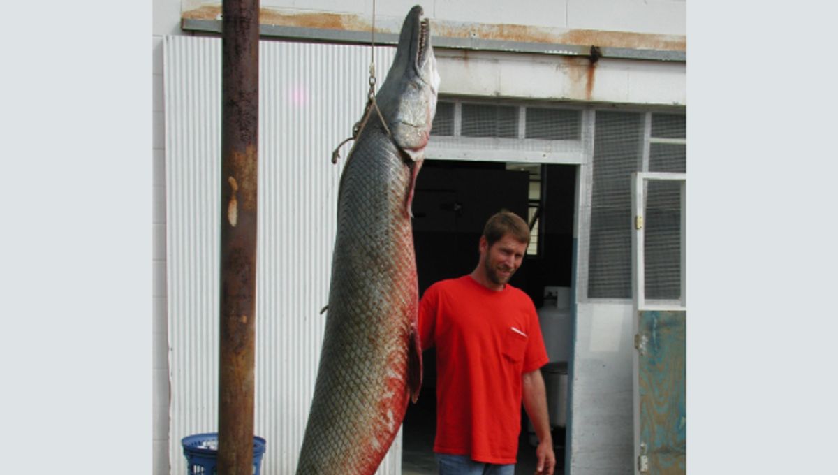 KILLGORE: Mississippi River's Largest Freshwater Fish - The ...