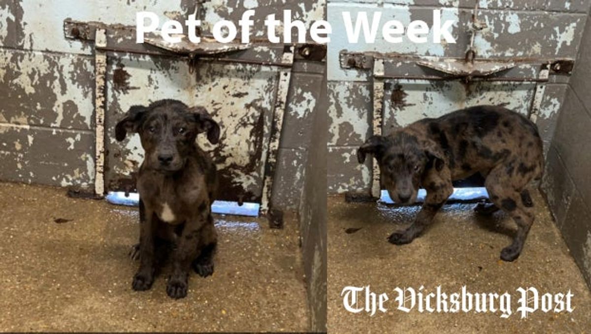 Pet of the Week: This little cur mix is just waiting for all the love