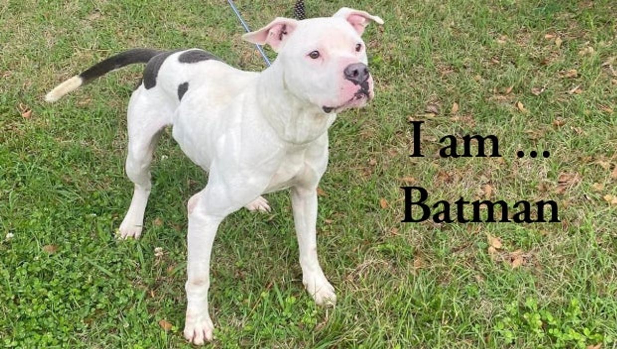 Pet of the Week: I am Batman and I am in need a furever Bat Cave