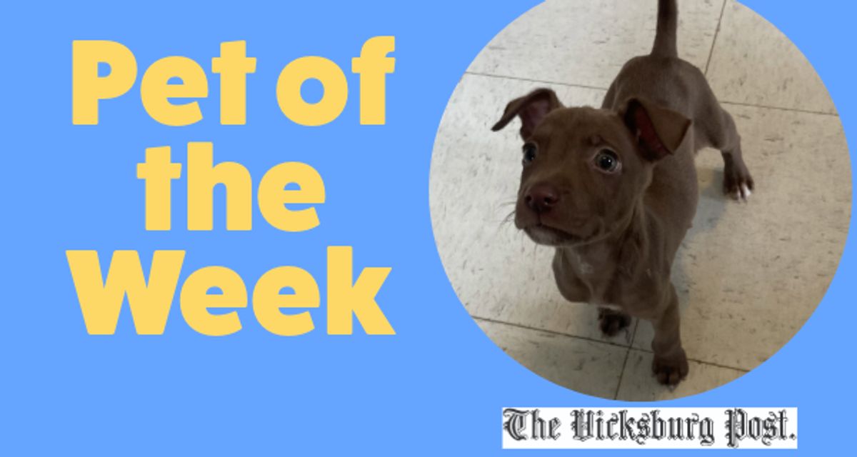 Pet of the Week: Meet Connor Jr.