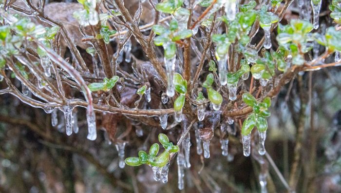 PHOTO GALLERY: Winter Storm Fern hits Warren County