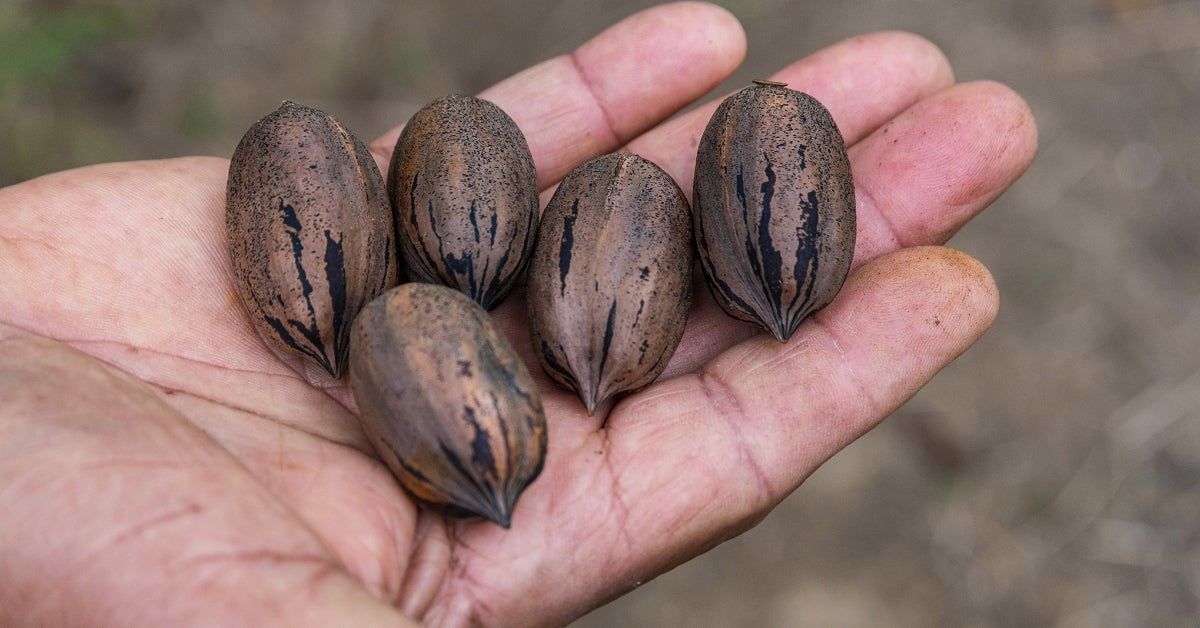 Weather stacked odds against 2023 Mississippi pecan crop