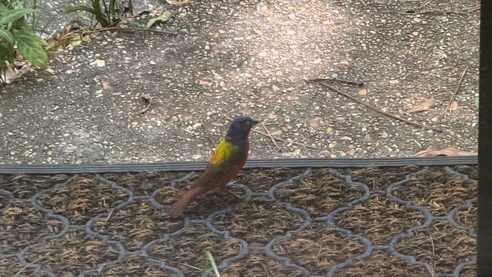 AROUND TOWN: Painted Bunting spotted in Oak Park