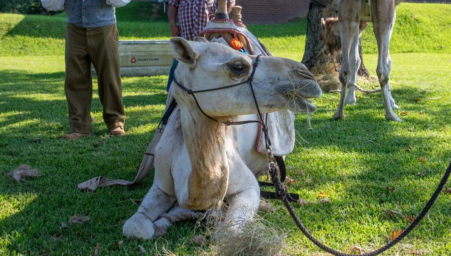 DOUGLAS THE CAMEL: A history lesson with humps