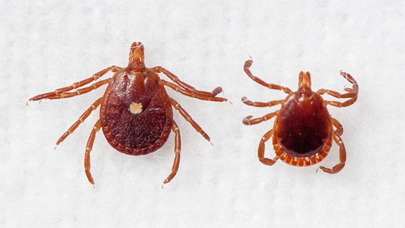 Missouri ticks to watch for: how to identify, avoid, and protect again...