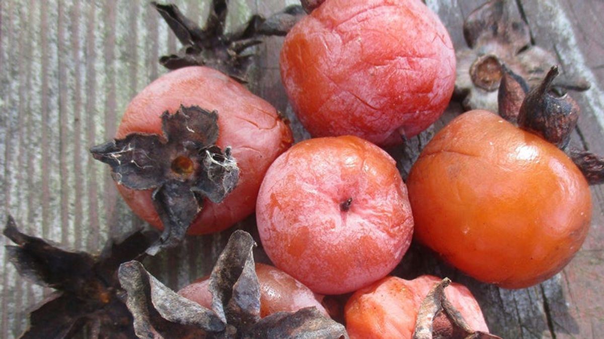 Persimmon trees are a sweet Virginia native
