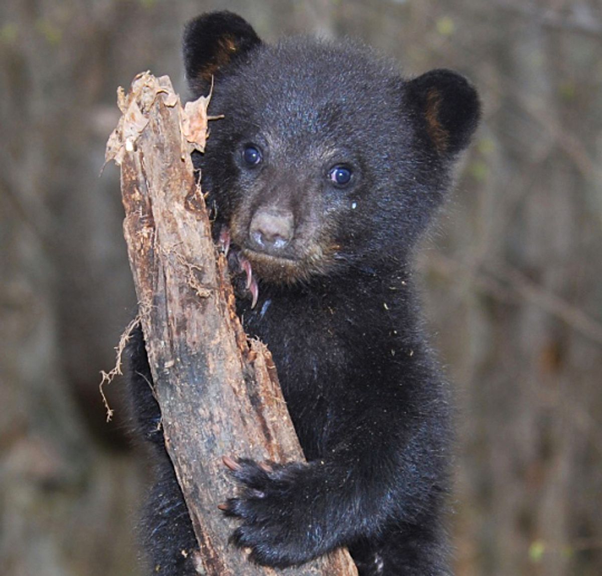 Bear cub spotted in Joyner Park