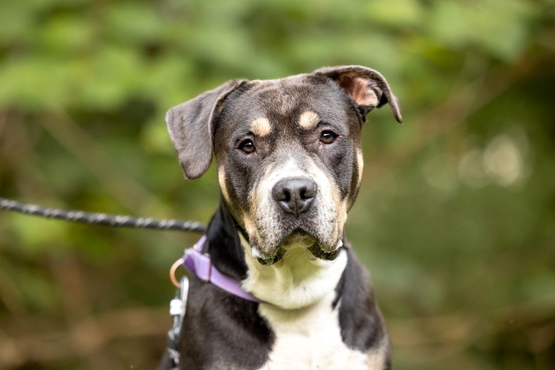 Wake County Animal Center launches Sweetheart Adoption Speci...