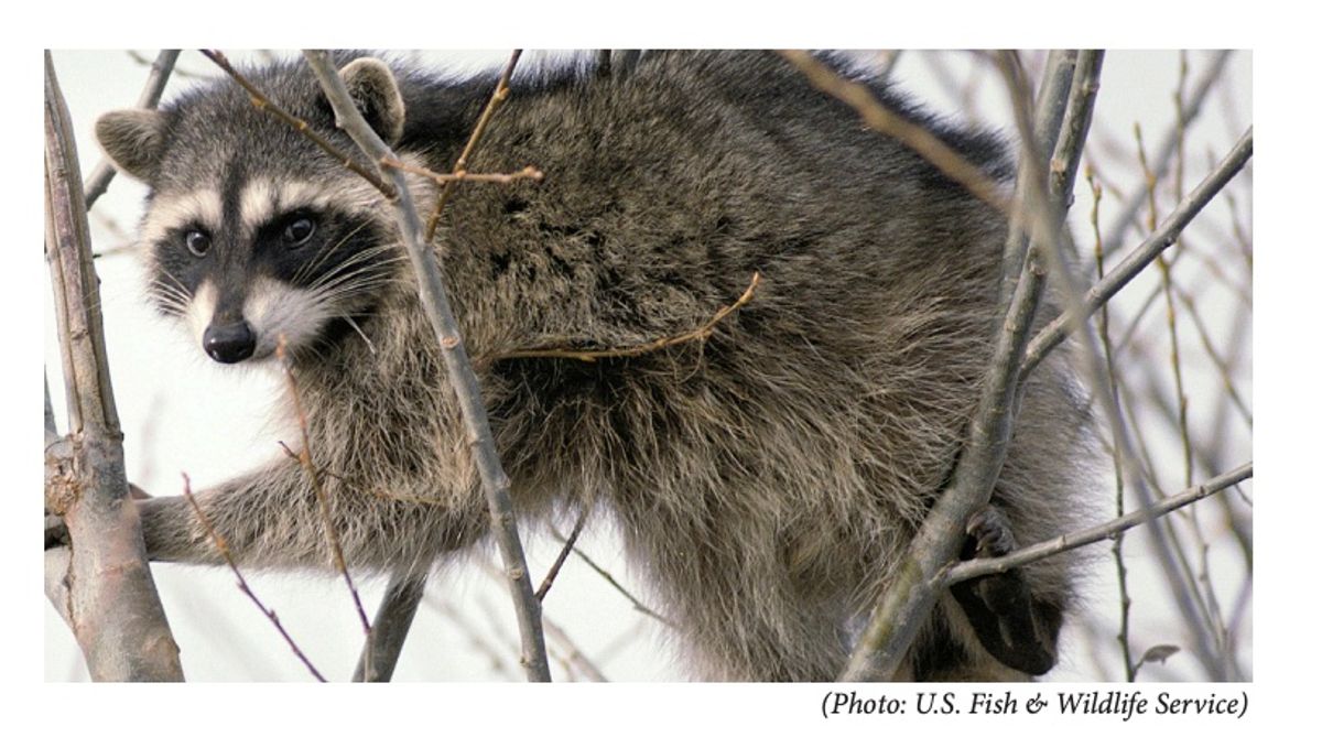 Wake County issues rabies notice after raccoon bites dog in Raleigh