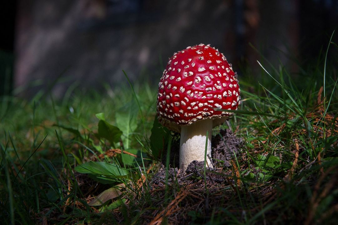 Amanita mushroom poisonings prompt concerns after deaths. A ...